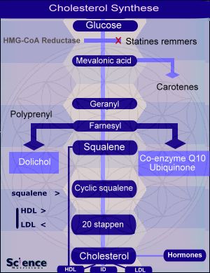 The Science behind Squalene. Science for Life.